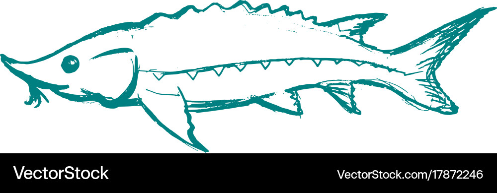 Sturgeon freshwater fish Royalty Free Vector Image