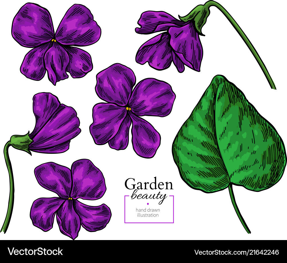 Viola Outline Drawing Vector Images (over 190)