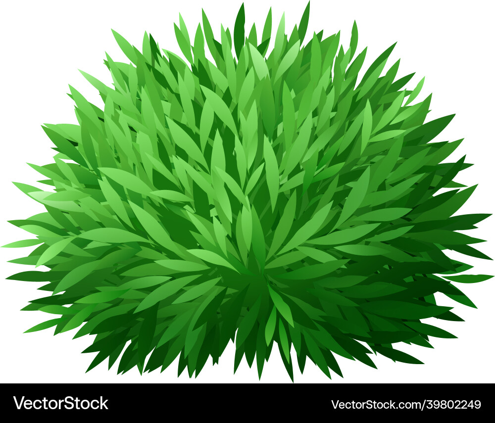 Green bush Royalty Free Vector Image - VectorStock