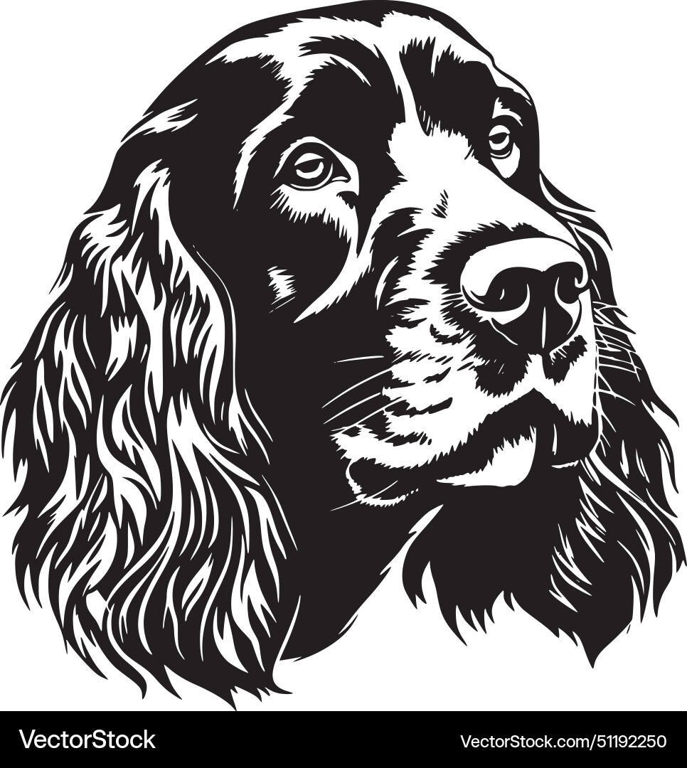Cocker spaniel - black and white Royalty Free Vector Image