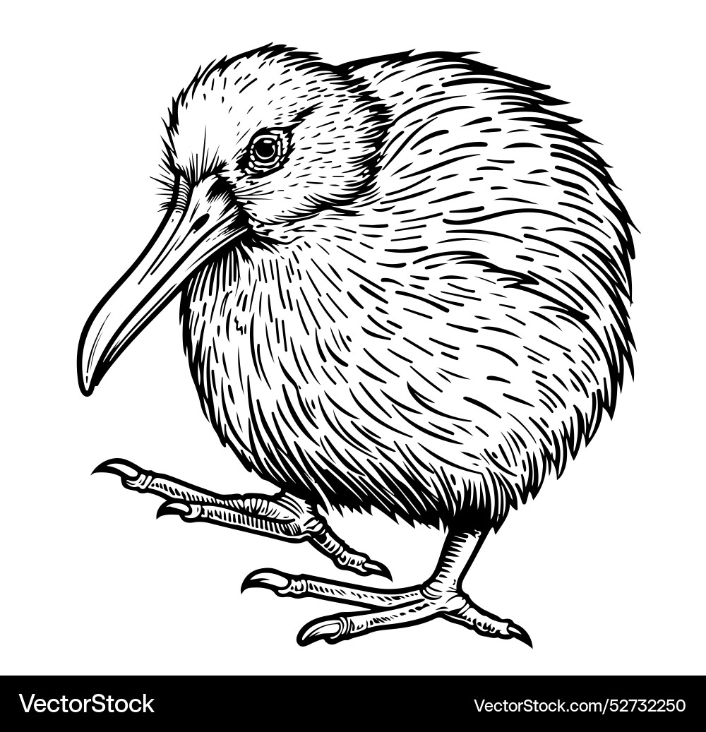 Kiwi bird Royalty Free Vector Image - VectorStock