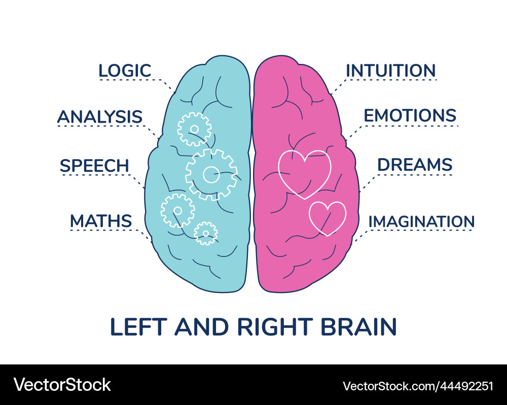 Brain Hemispheres: Left & Right Functions – Royalty-Free Vector ...