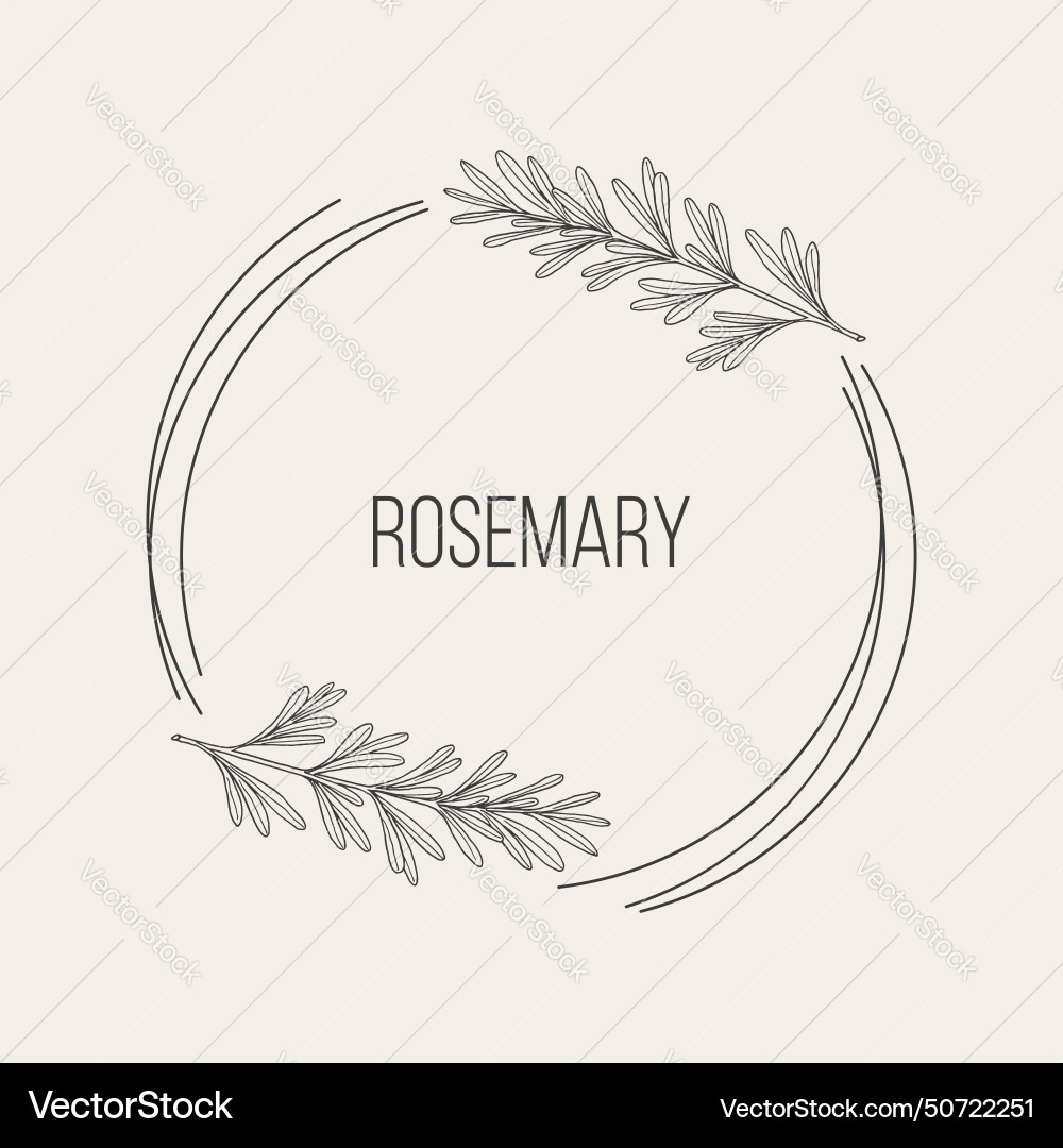 Rosemary floral hand drawn logo template Vector Image