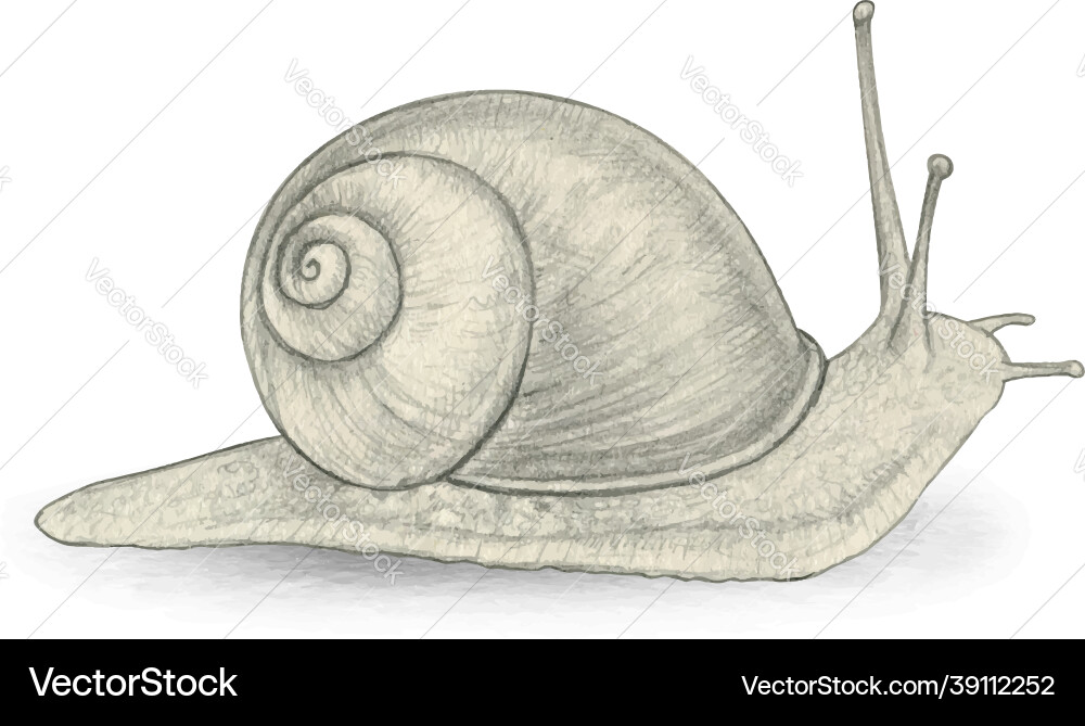 Snail Pencil Sketch Snail. Colour Pencils By Olga Filimonova On