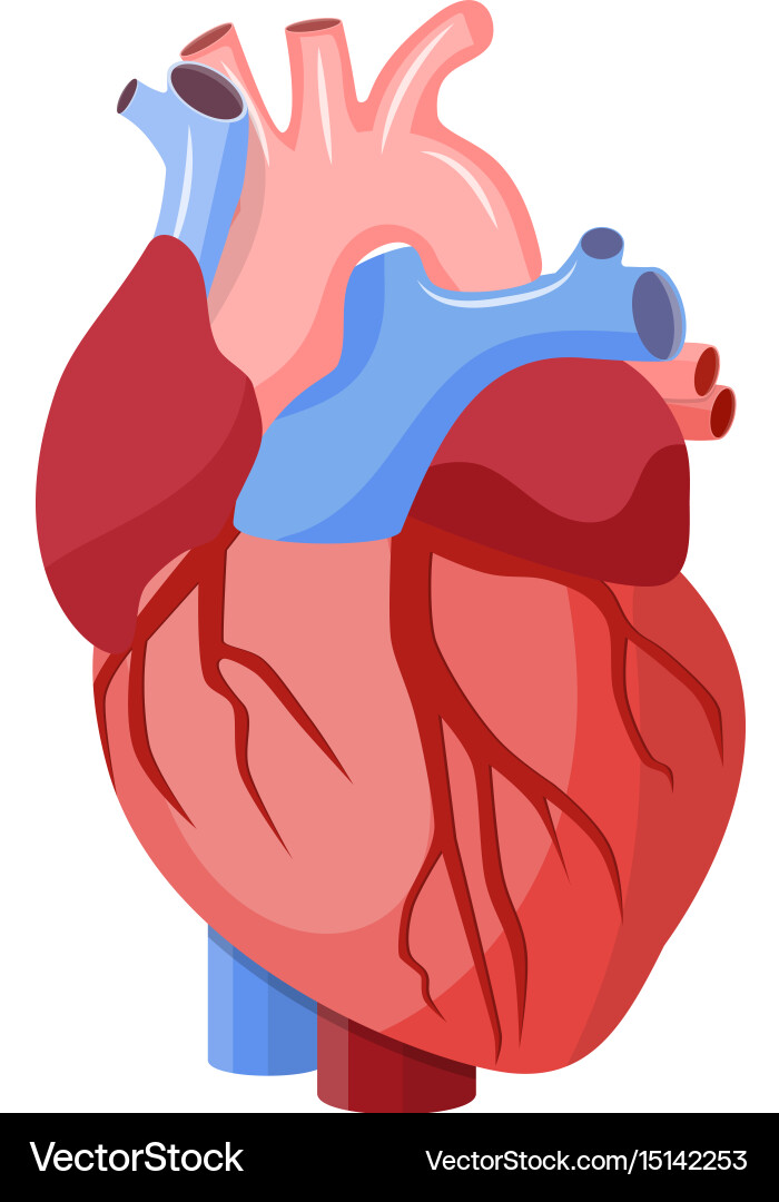 Anatomical heart isolated Royalty Free Vector Image