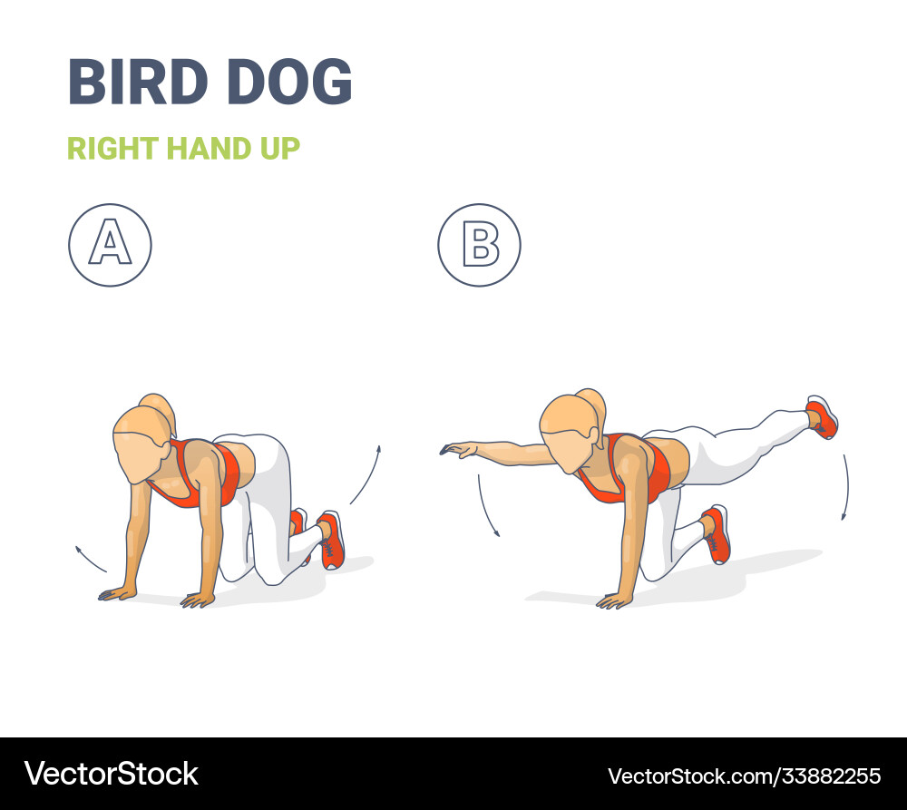 Woman Doing Bird Dog Exercise Royalty Free Vector Image