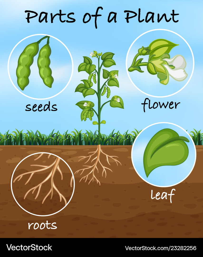 Plant Anatomy - Parts Diagram Royalty Free Vector Image