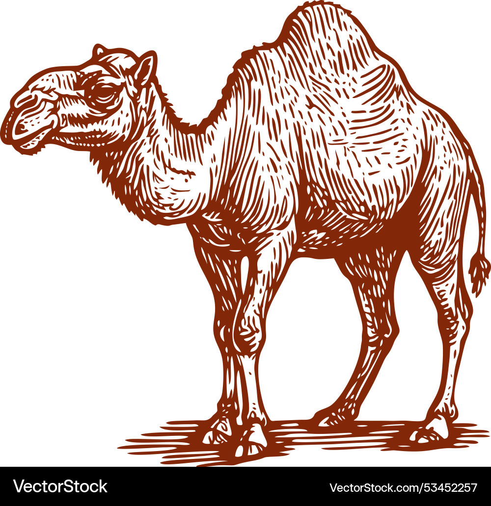 Beautiful classic hand drawing camel Royalty Free Vector