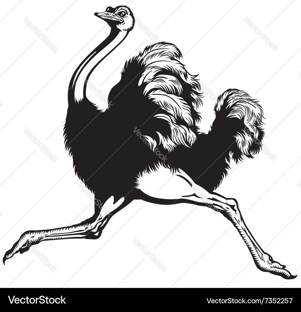 Ostrich Run Vector Images (over 550)
