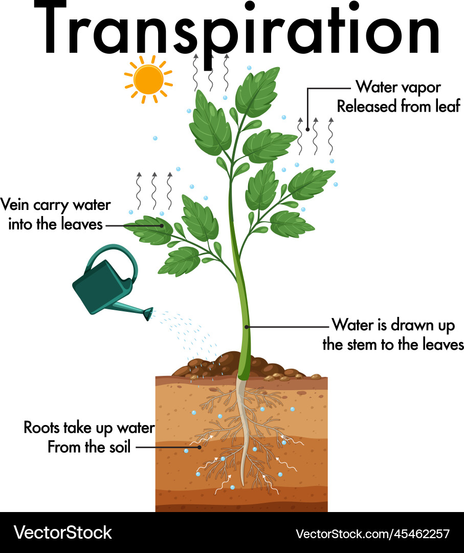Plant Transpiration Diagram Transpiration Plant Organisation AQA