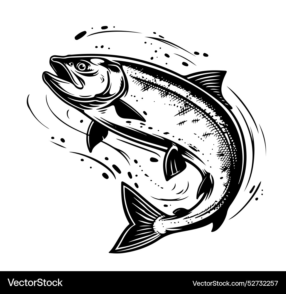 Jumping salmon fish Royalty Free Vector Image - VectorStock