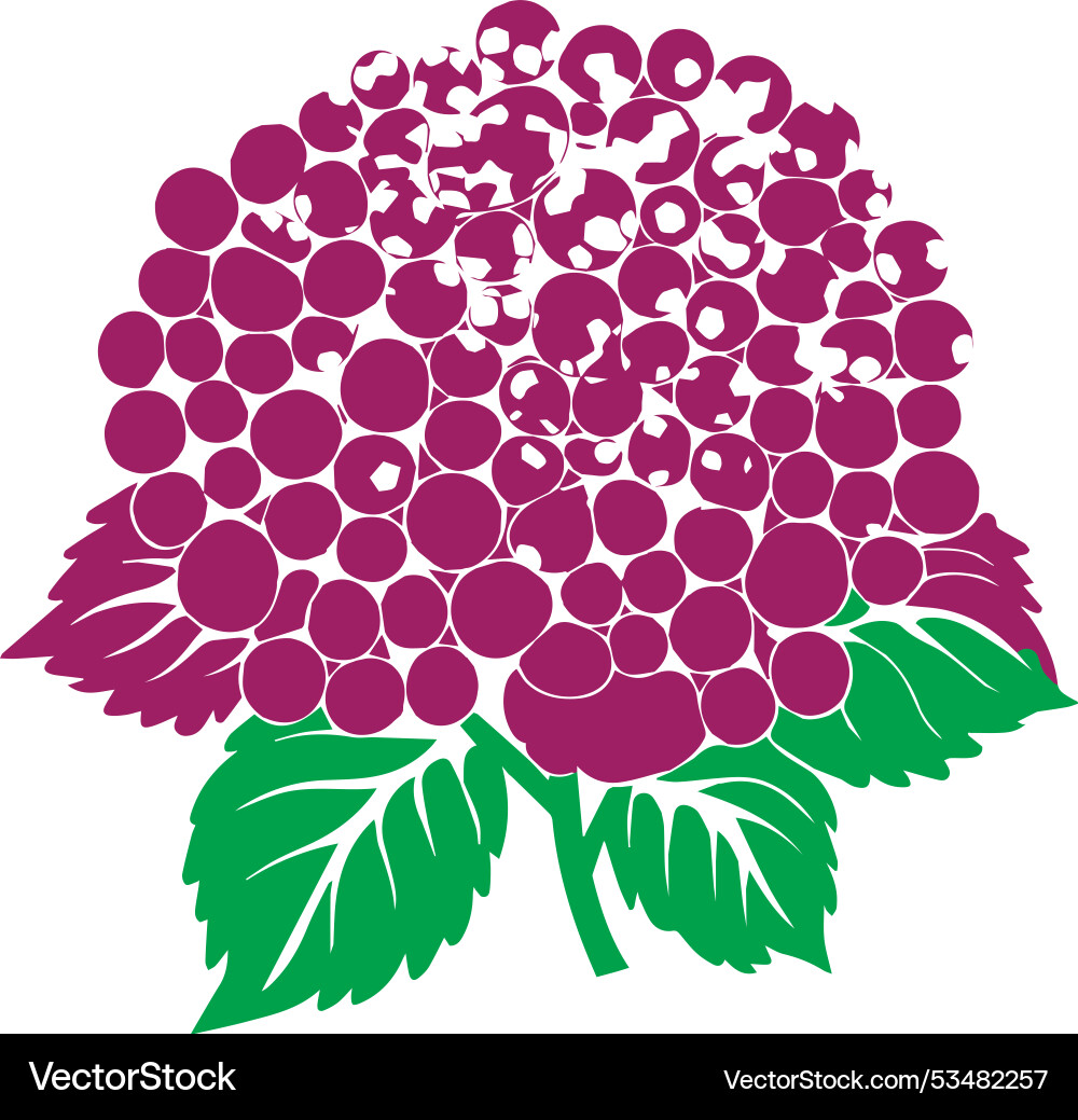 Small branch of hydrangea Royalty Free Vector Image