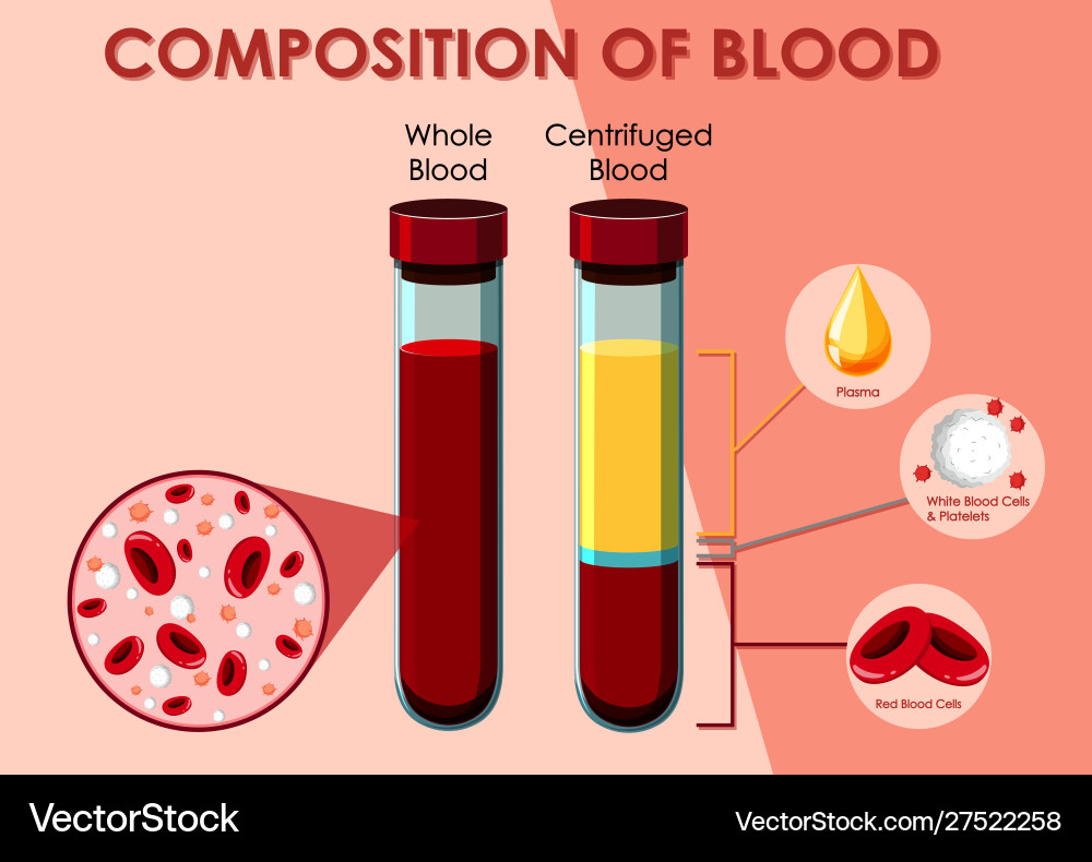 Diagram showing composition blood Royalty Free Vector Image