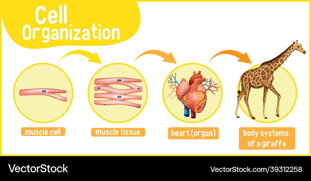 Giraffe Cell Anatomy Diagram – Royalty-Free Vector | VectorStock