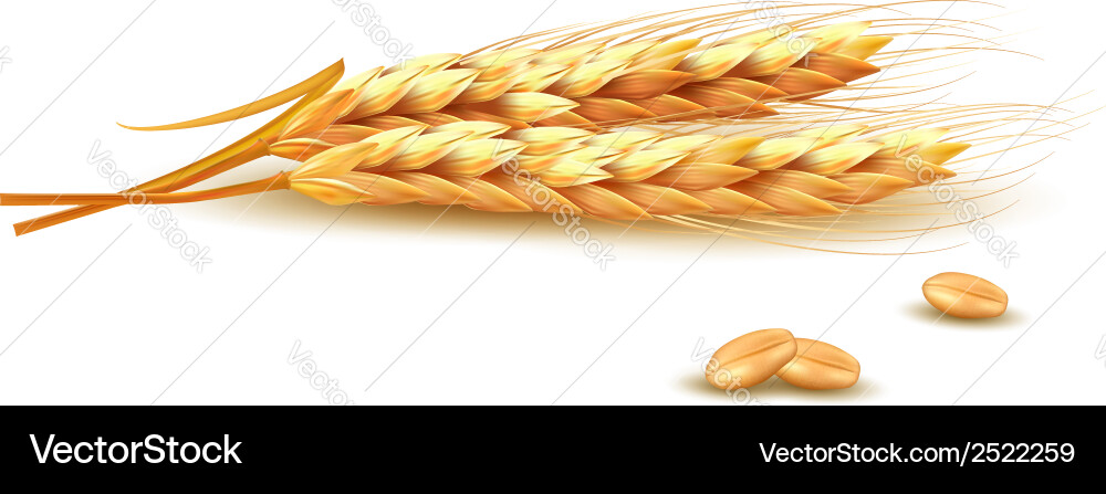 Ears of wheat Royalty Free Vector Image - VectorStock