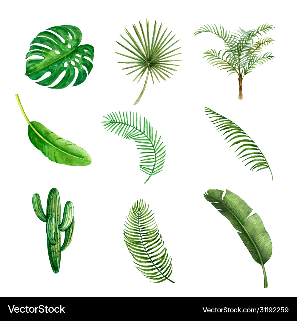 Tropical plant watercolor creative element Vector Image