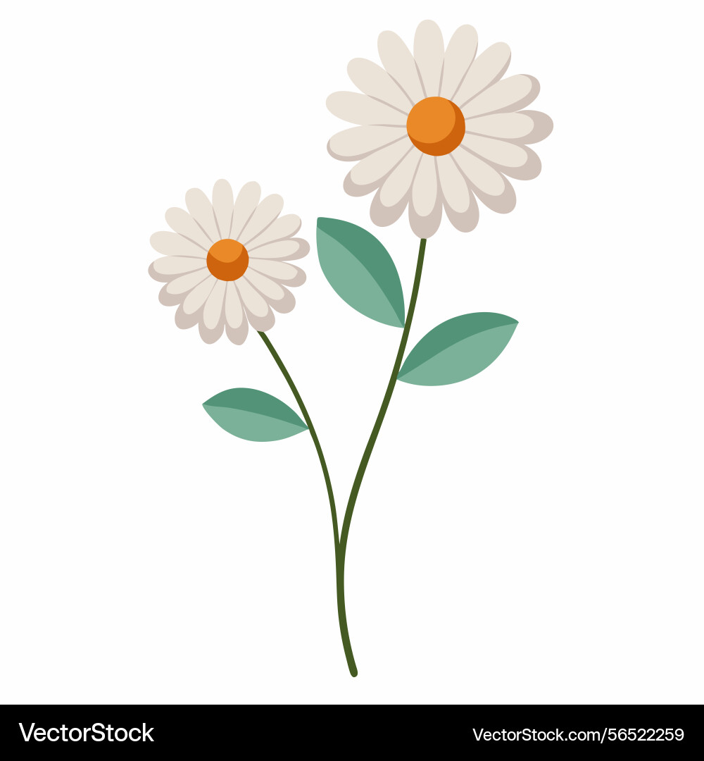 Two simple daisy flowers with green leaves Vector Image