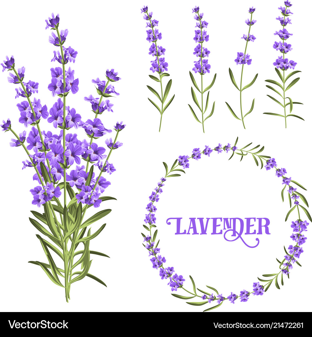 Lavender Bundle Vector Images (over 280)