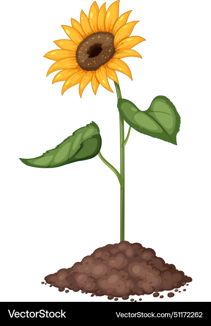 A vibrant sunflower in soil Royalty Free Vector Image