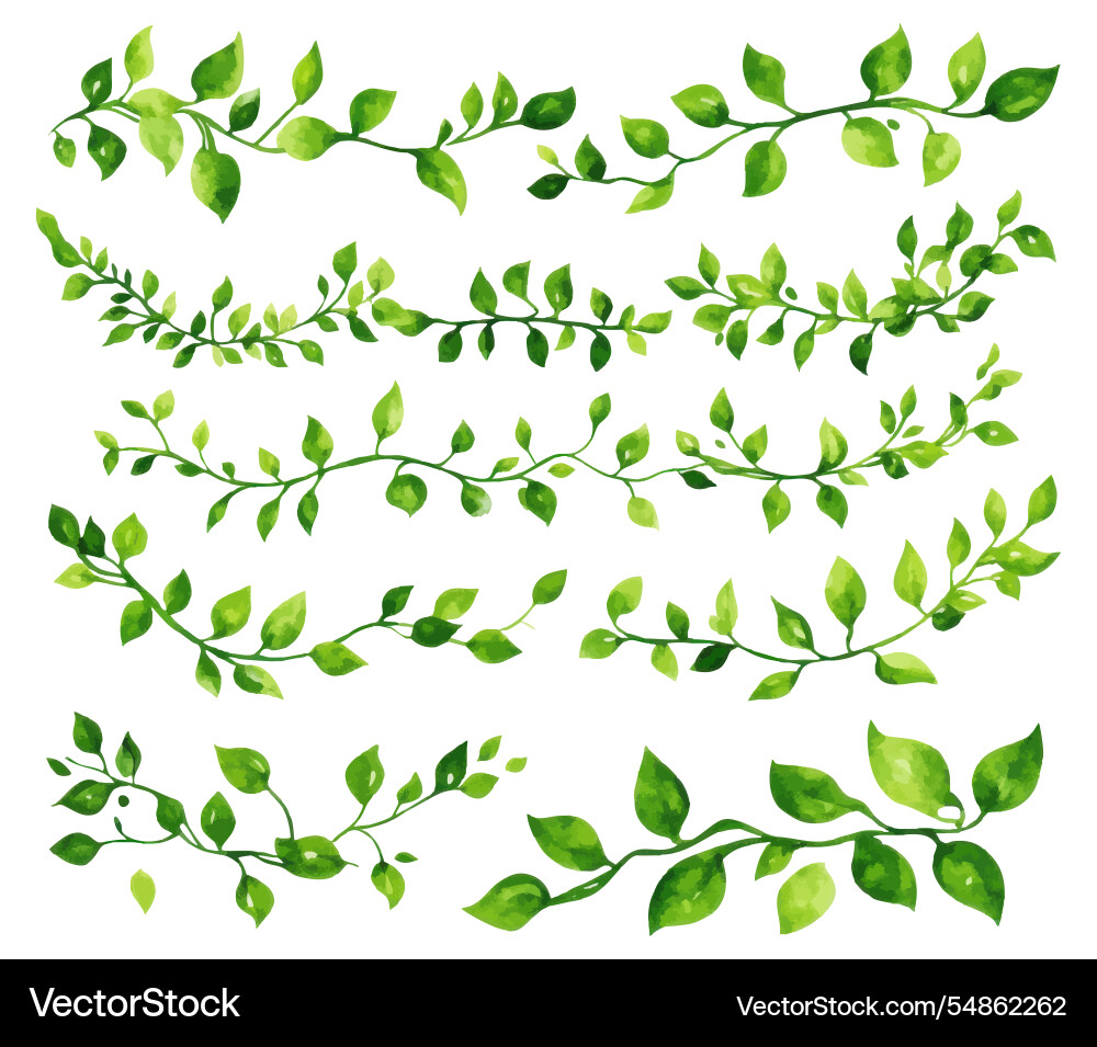 Watercolor green vine and leaf collection Vector Image