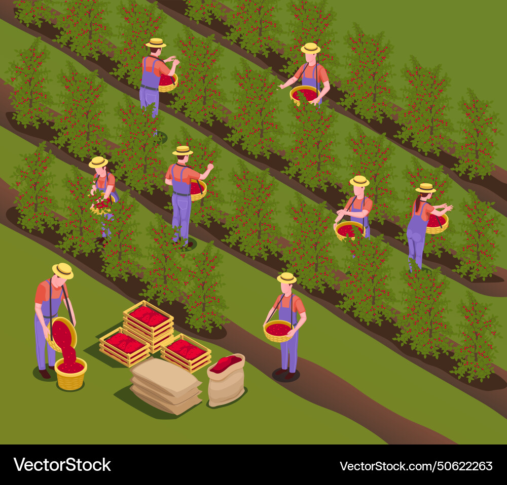 Coffee plantation isometric composition Royalty Free Vector