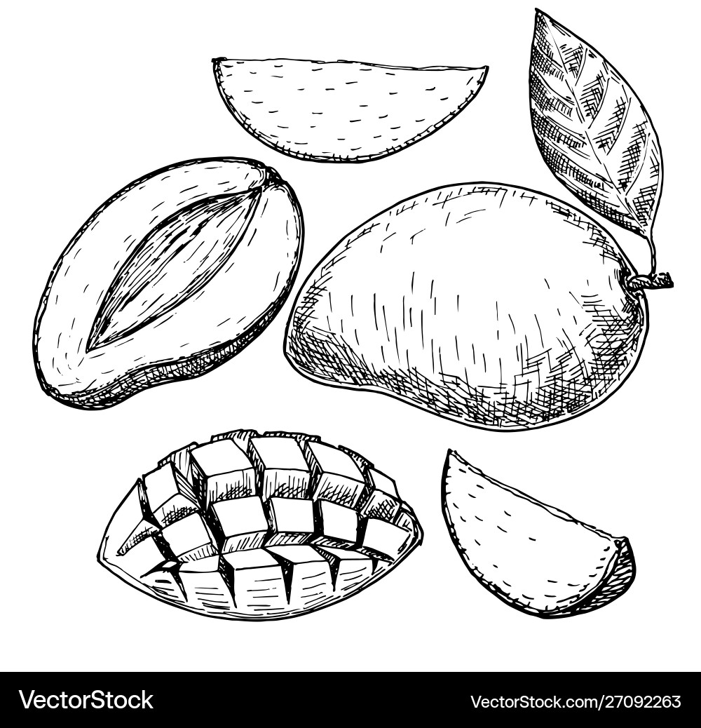 Mango hand drawn sketch food Royalty Free Vector Image