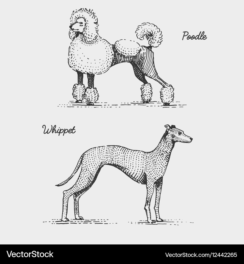Dog breed engraved hand drawn Royalty Free Vector Image