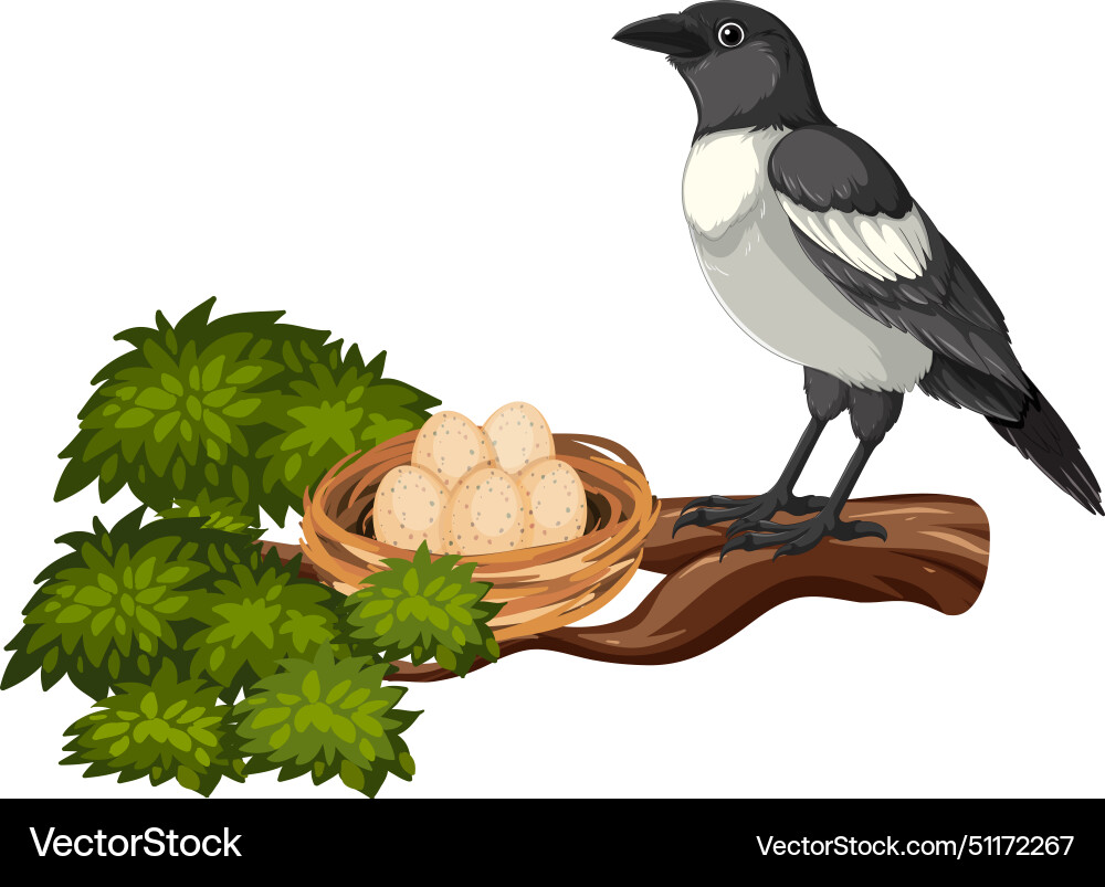 A magpie near its nest Royalty Free Vector Image