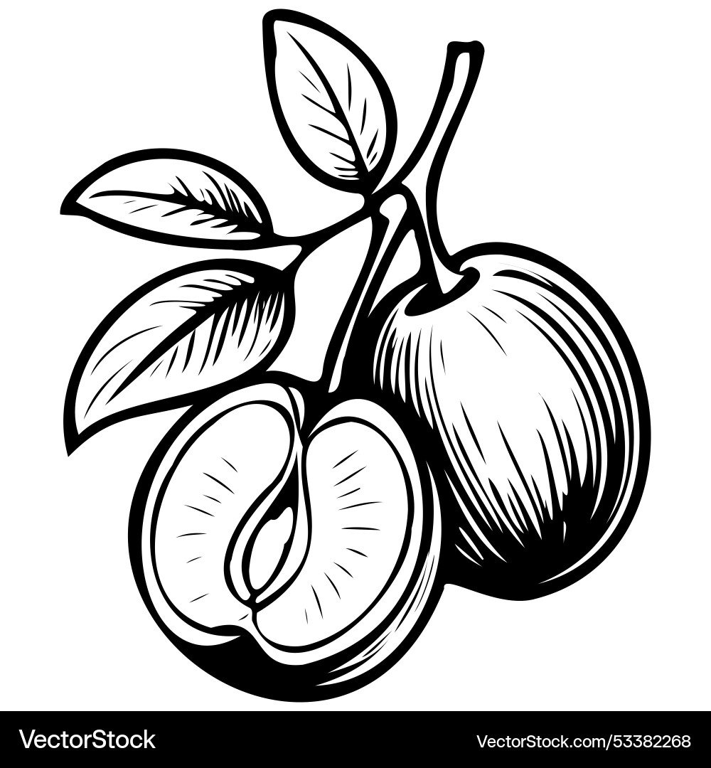 Monochrome coco plum drawing vintage fruit image Vector Image