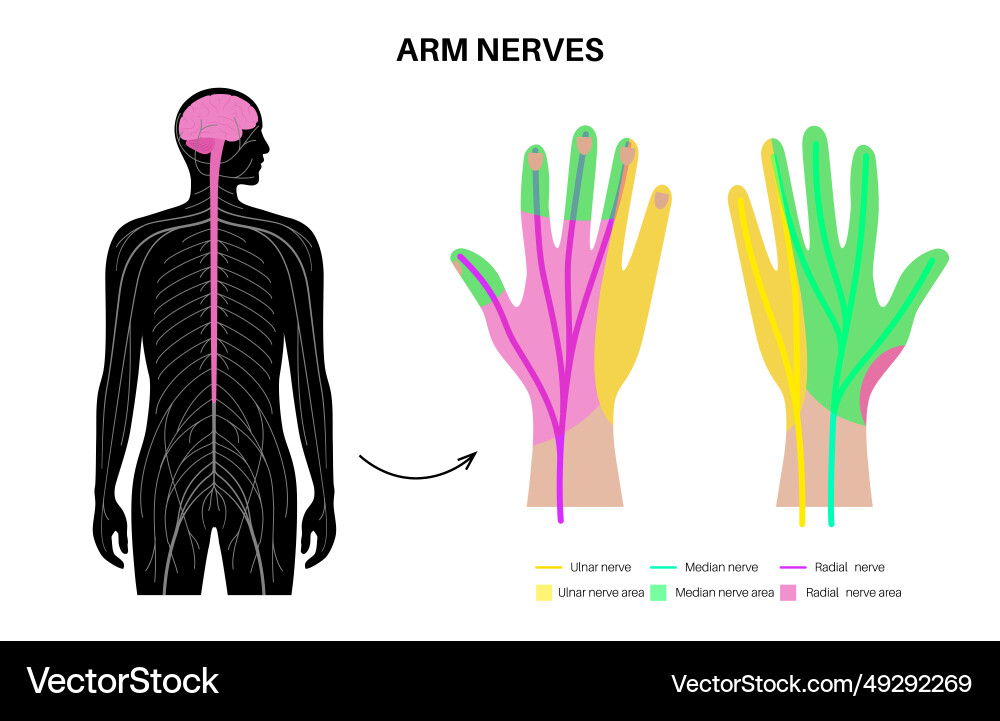 Hand Nerves Anatomy Diagram – Royalty-Free Vector | VectorStock