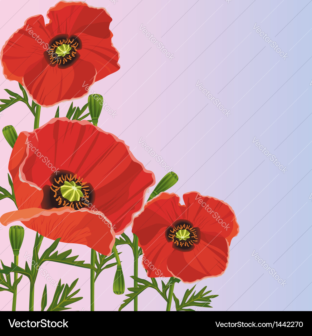Background with flower red poppy Royalty Free Vector Image