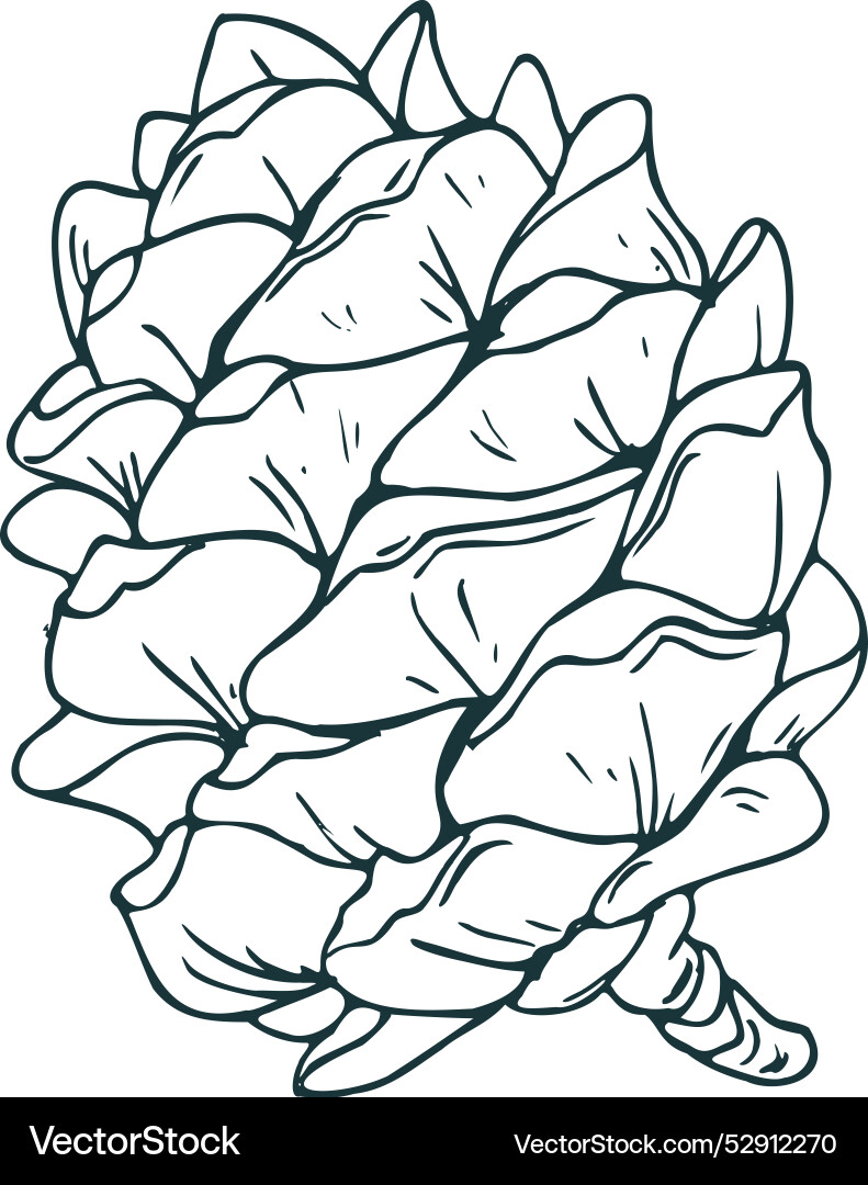 Cedar cone pine large side view line art Vector Image