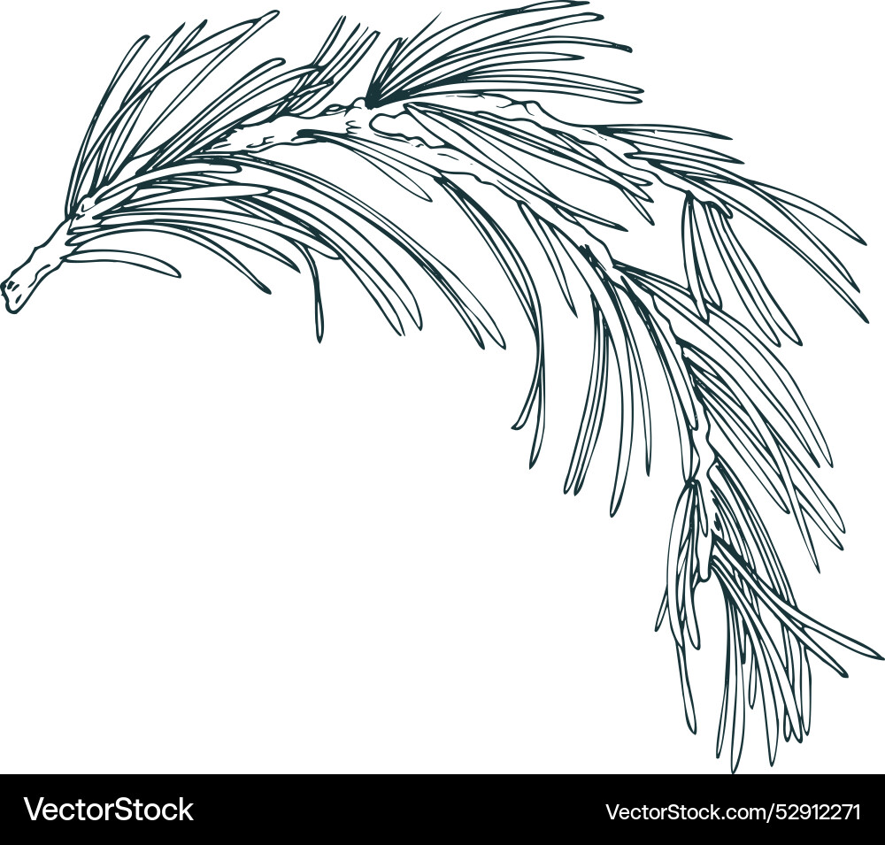Pine branch with evergreen needles forest plants Vector Image
