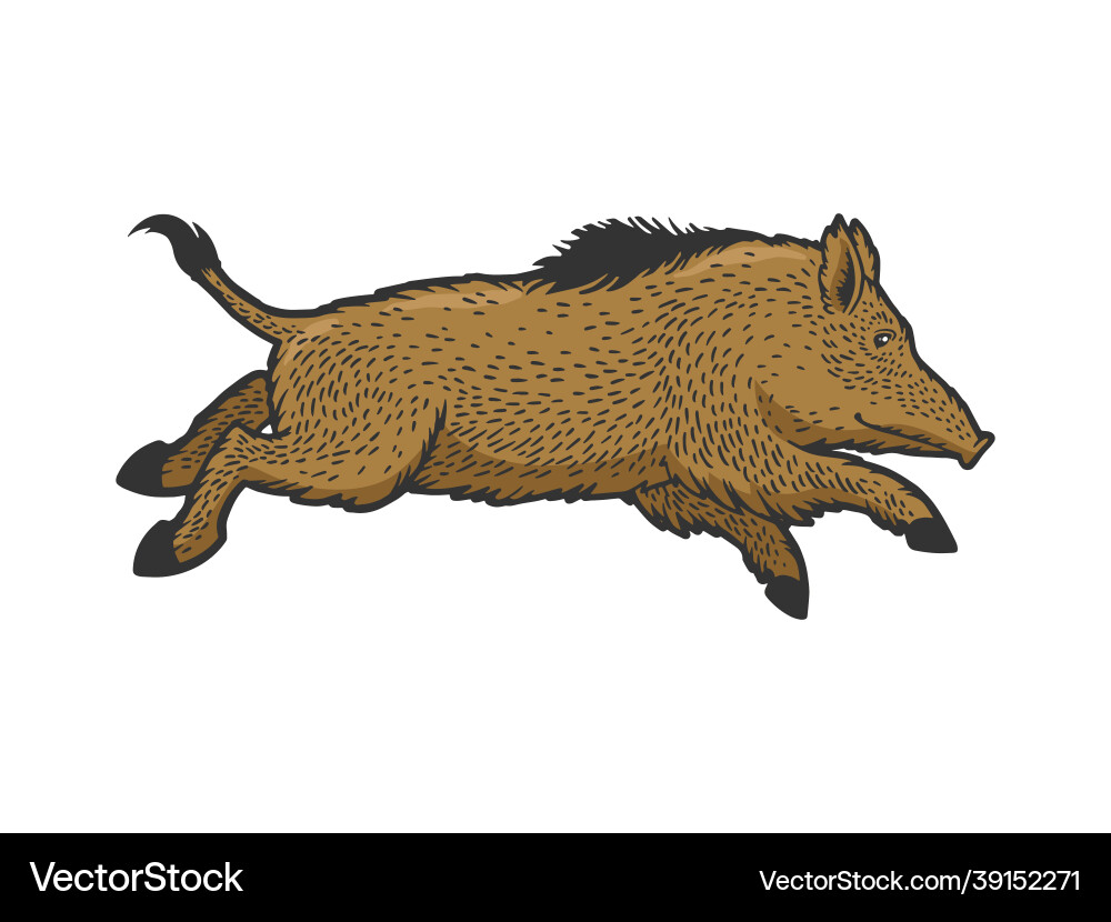 Running wild boar sketch Royalty Free Vector Image