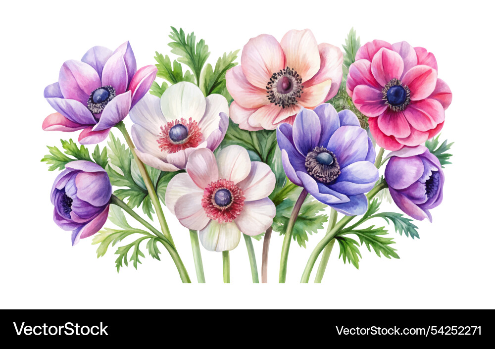 Watercolor anemone isolated from Royalty Free Vector Image