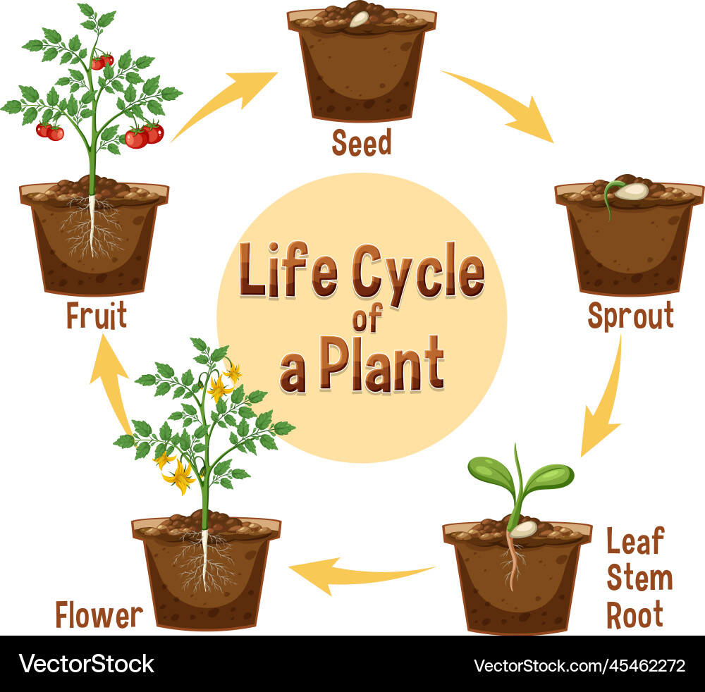 Life cycle of a plant diagram Royalty Free Vector Image