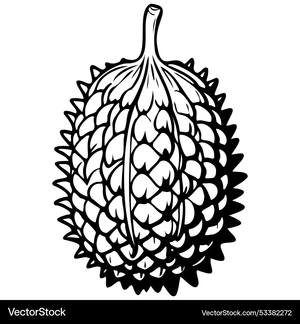 Monochrome durian sketch realistic fruit Vector Image