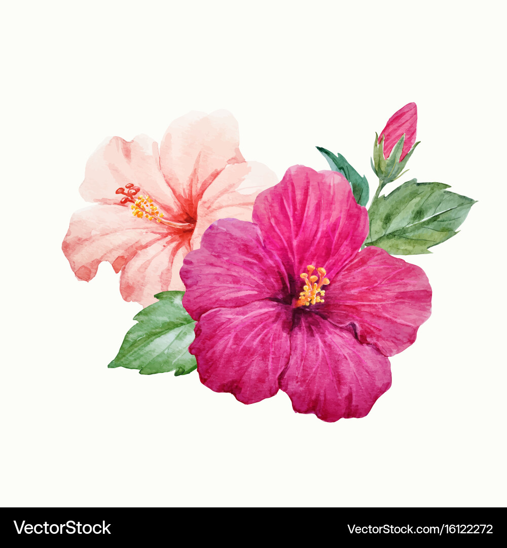 Watercolor tropical hibiscus flower Royalty Free Vector