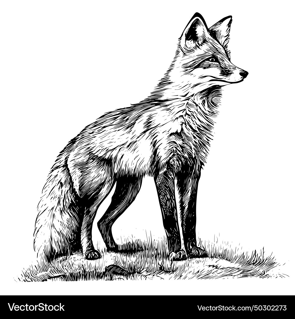 Hand drawn of walking fox isolated Royalty Free Vector Image