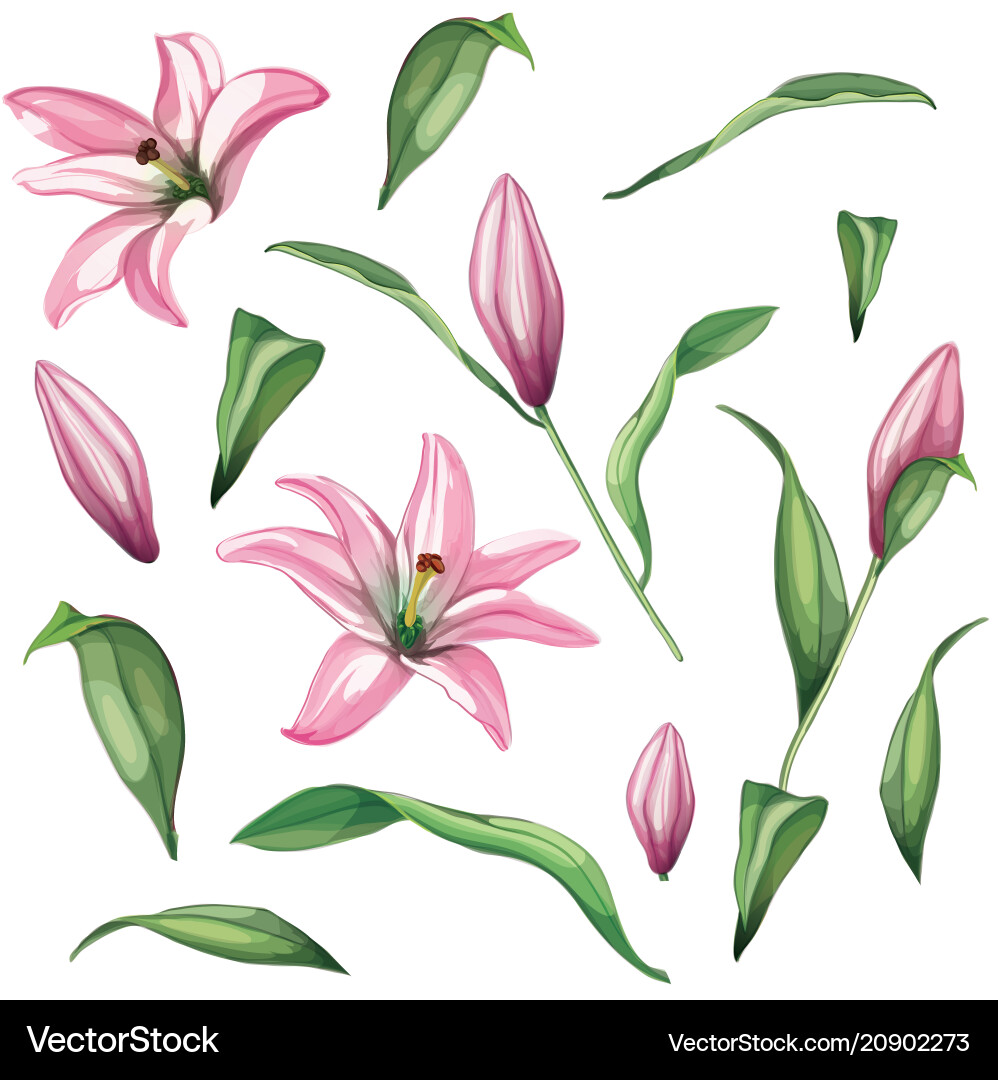 Realistic pink lily blossom leaves stem set Vector Image