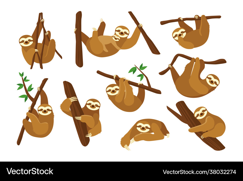 Cute sloth on branch flat pictures collection Vector Image