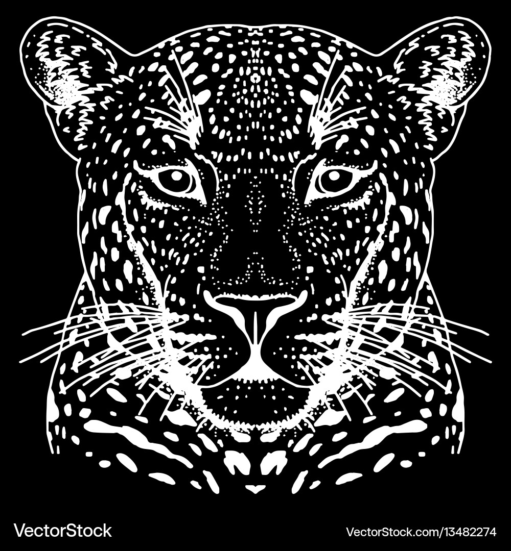 Leopard Face Print Royalty Free Vector Image - VectorStock