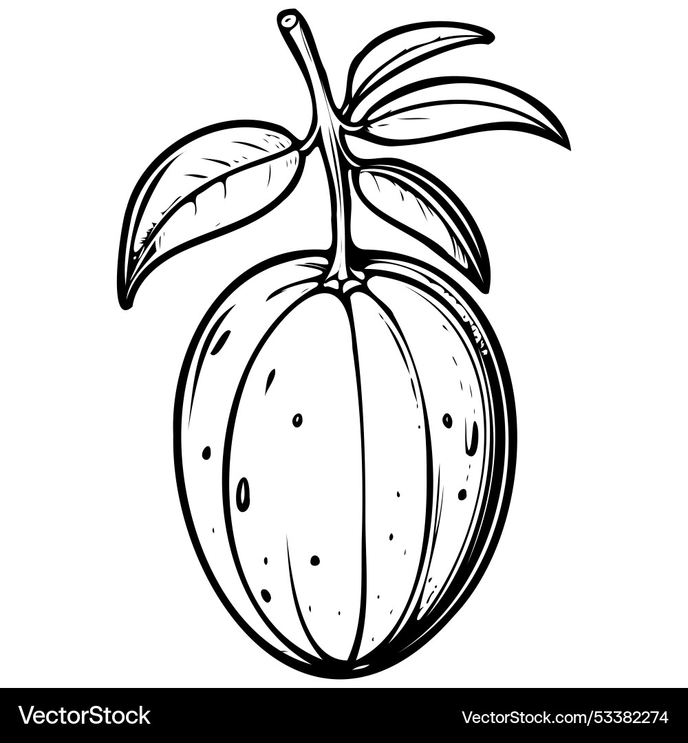 Monochrome fascell mango outline Royalty Free Vector Image