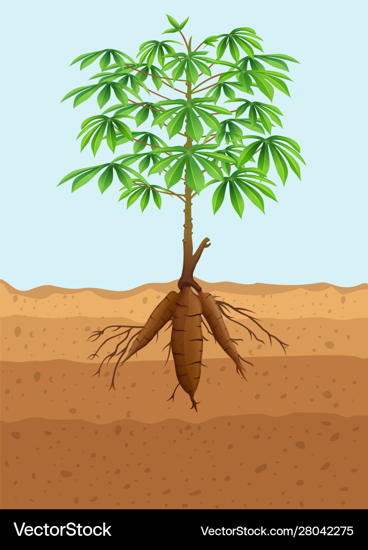 Cassava Leaf Vector Images (over 200)