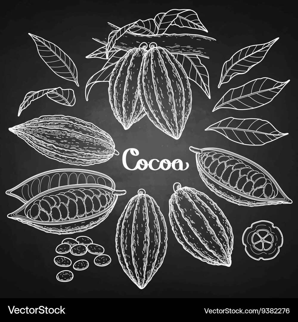 Cocoa Fruit Collection Royalty Free Vector Image