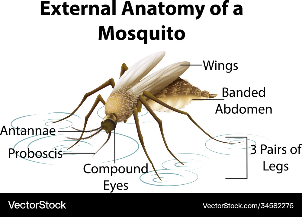 External anatomy a mosquito on white background Vector Image