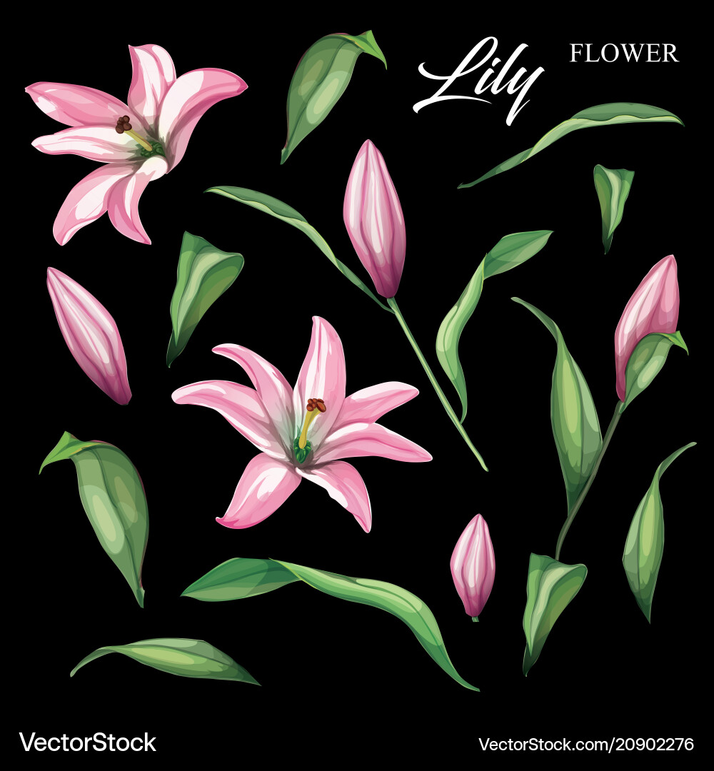 Realistic pink lily blossom leaves stem set Vector Image