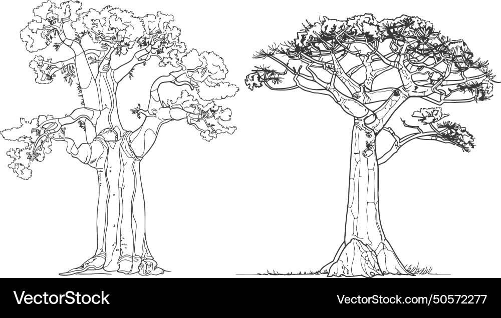 Exotic baobab tree in continuous line art drawing Vector Image
