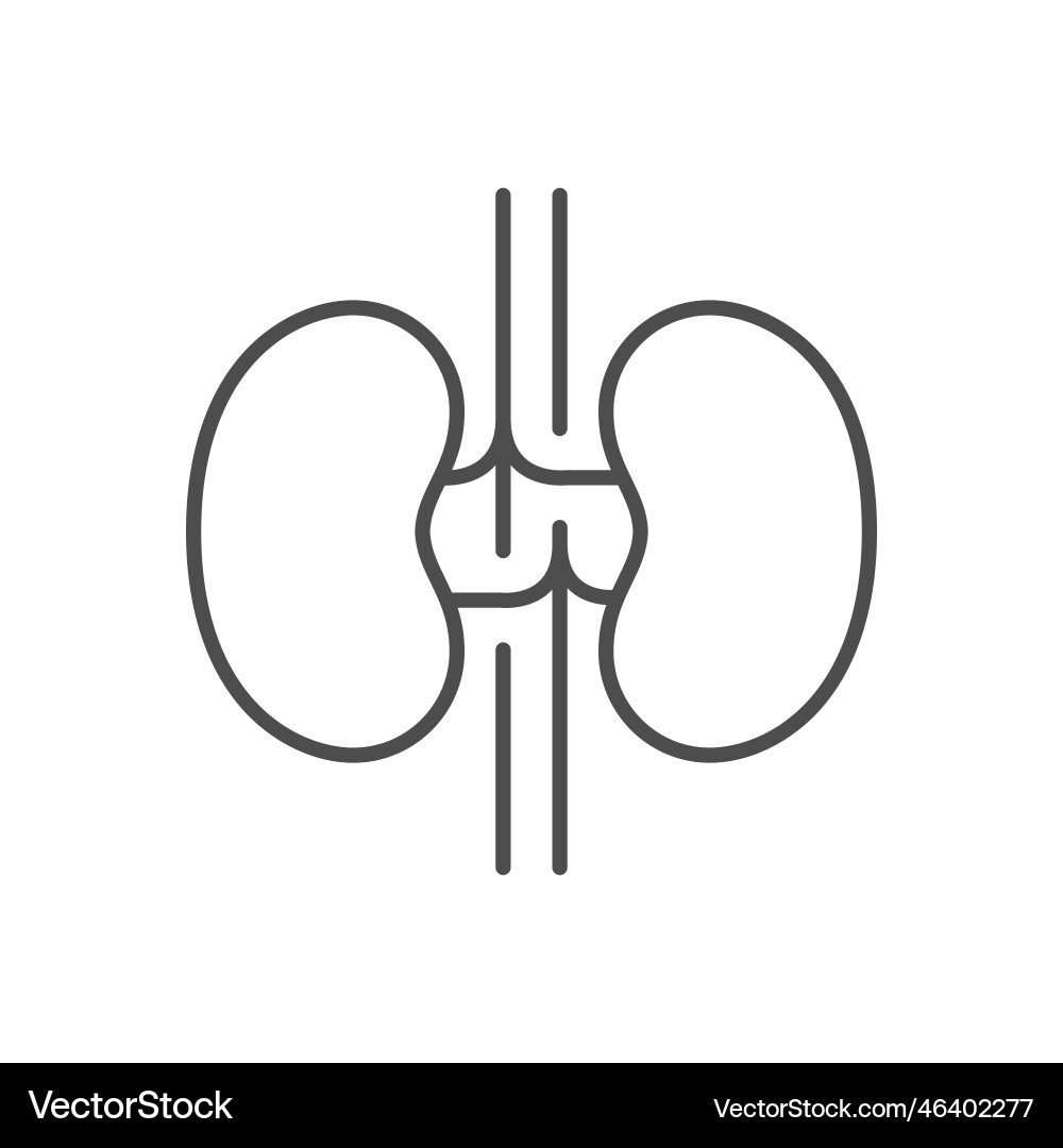 Human kidneys line outline icon Royalty Free Vector Image