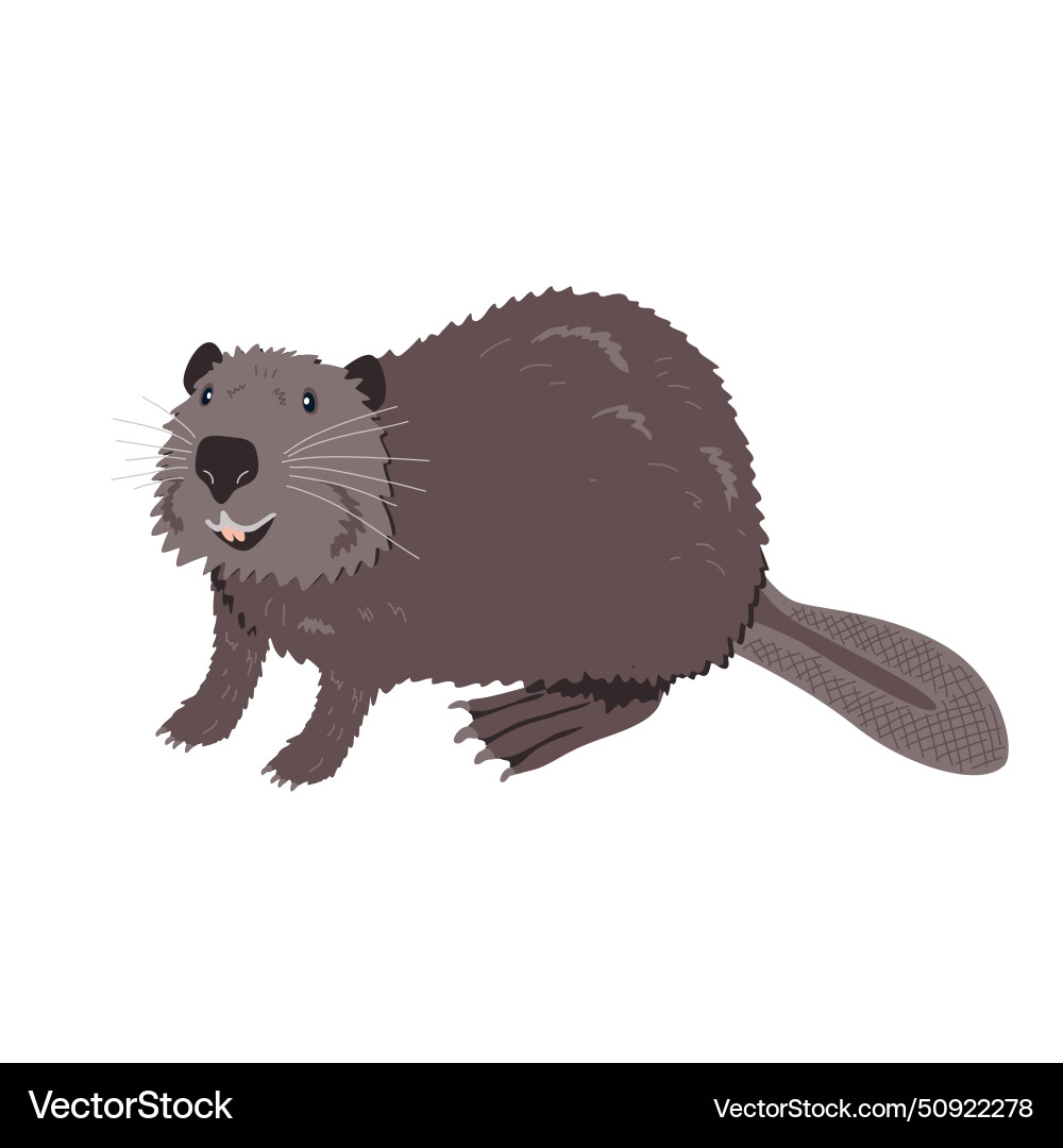 Beaver isolated on white Royalty Free Vector Image